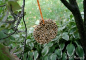 DIY Dried Apple Bird Feeder - Hoosier Homemade